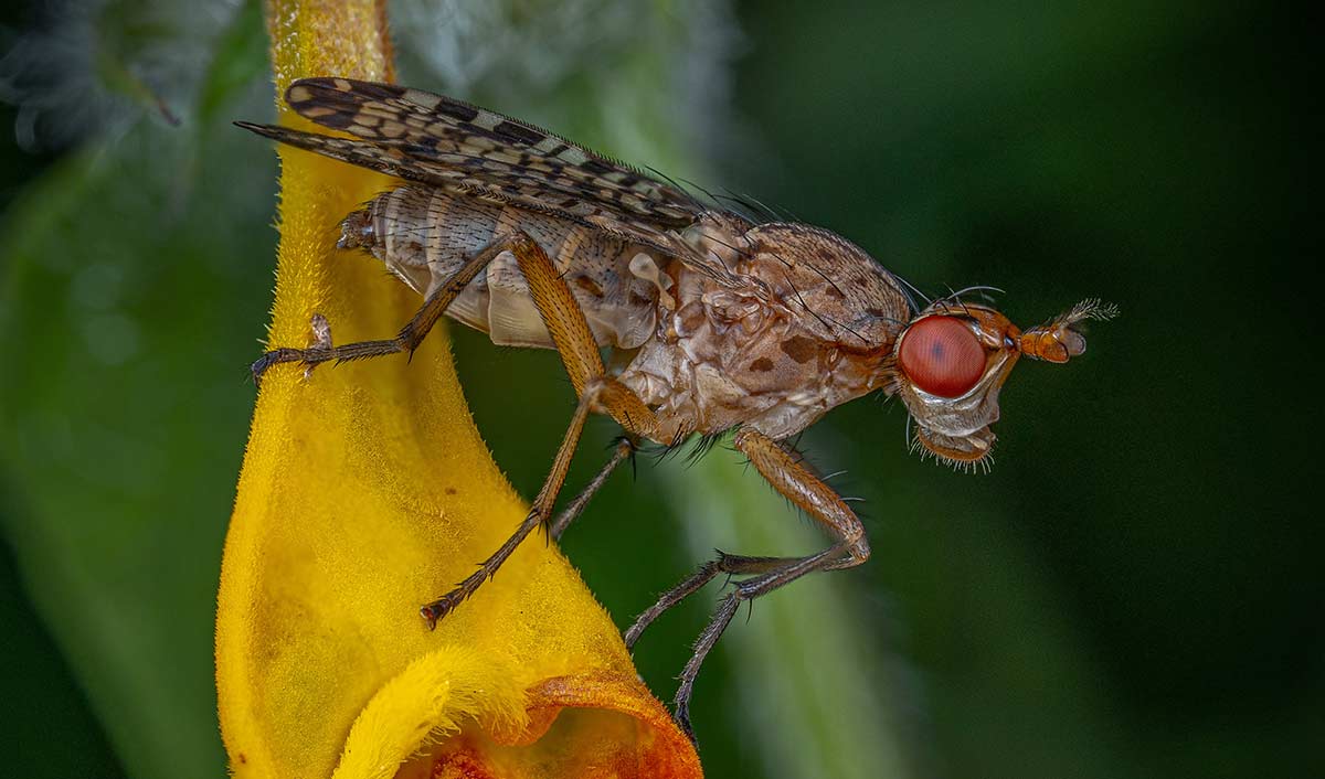 Super Micro Photography of a World We Never See