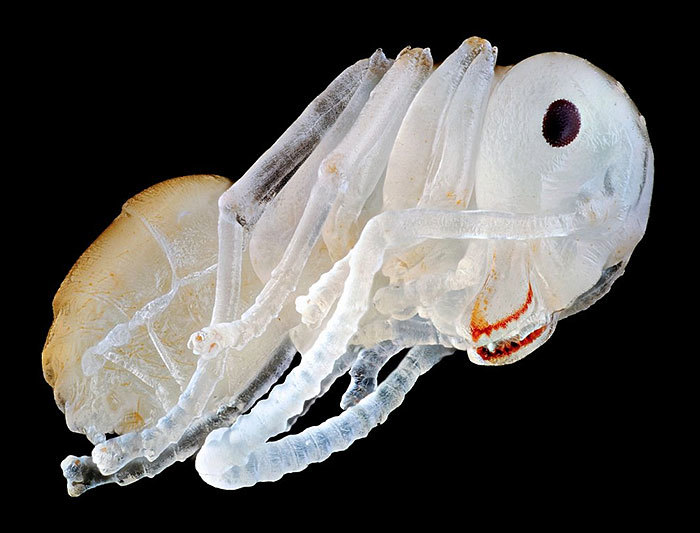 Super Micro Photography of a World We Never See