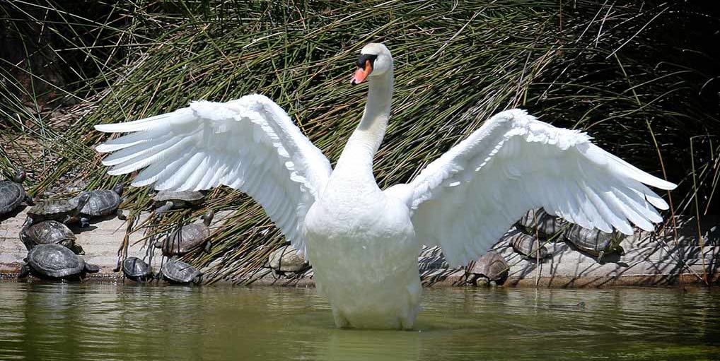 Vignetting Images in Photoshop Quickly and Easily